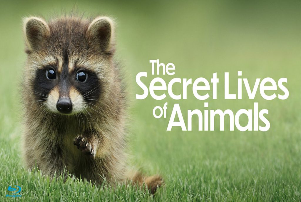 The Secret Lives of Animals (2024) Complete 1st Season Blu-Ray - SKNMART